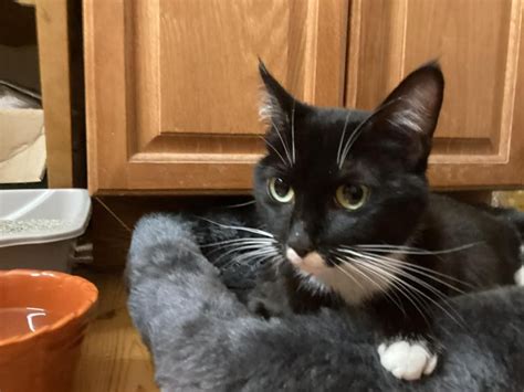 Roast My Cute Girl R Roastmycat