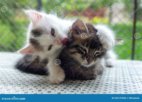 Closeup Of The Adorable Fluffy Kittens Playing With Each Other Stock