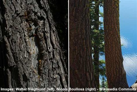 Hemlock Trees Tsuga Leaves Bark Cones Pictures Identification