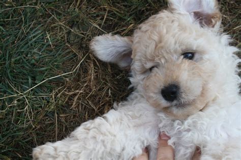 Daiseys Doodles Llc Flb Miniature Goldendoodles At 8 Weeks Old