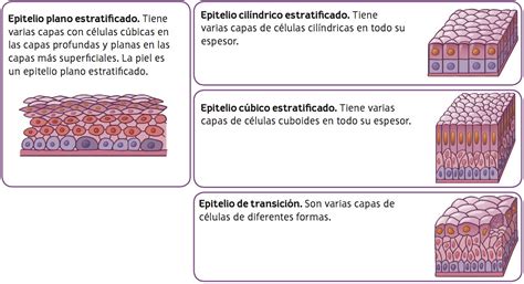 Tipos De Tejido Epitelial 5168 Imágenes Fotos De Stock Objetos En