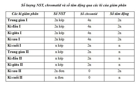 Một Tế Bào Sinh Dục Giảm Phân Vào Kì Giữa Của Giảm Phân I Thấy Có 96