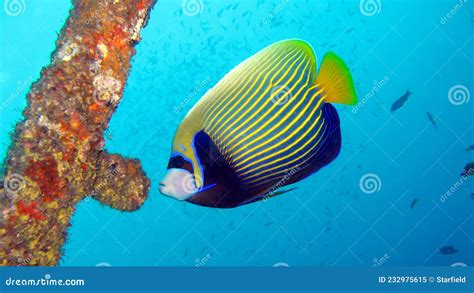 The Emperor Angelfish Is A Species Of Marine Angelfish It Is A Reef