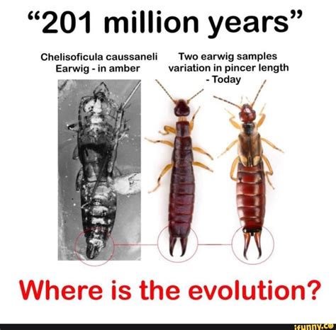 Earwig Memes Best Collection Of Funny Earwig Pictures On Ifunny