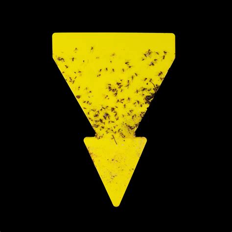 Collateral Damage Ii Thign