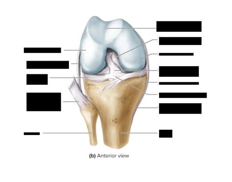 Anterior View Of Synovial Joint — Printable Worksheet