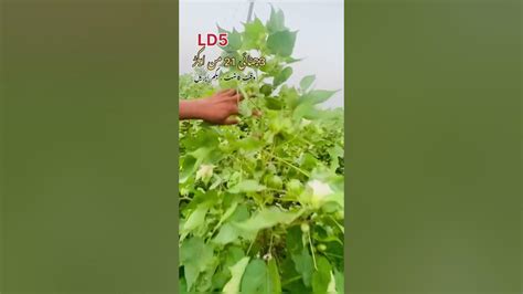 Ld5 Cotton Farming Youtube
