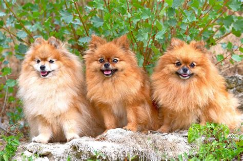 Small Fluffy Dog Breeds With Pictures At Edward Mozingo Blog
