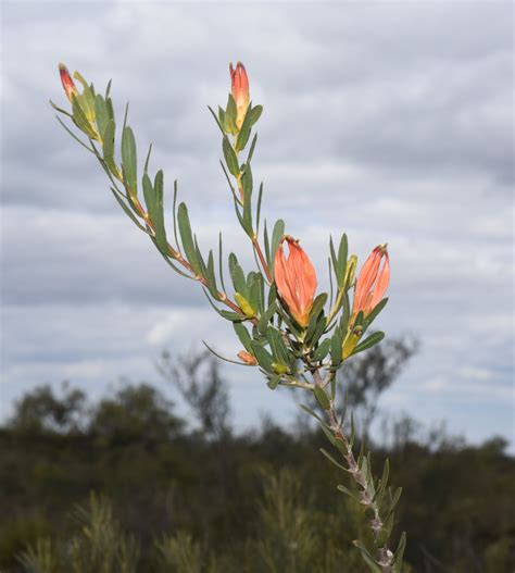 Lambertia Sm Plants Of The World Online Kew Science