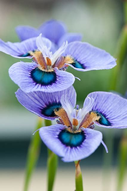 Moraea Villosa Moraea Villosa Glasshouse Late March Com Flickr