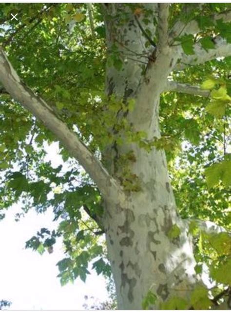 Beautiful Sycamore Tree White Bark And Green Leaves Weeping Willow