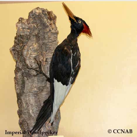 Imperial Woodpecker Campephilus Imperialis North American Birds
