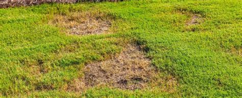 Dethatching Lawn The Ultimate Guide To A Healthier Yard