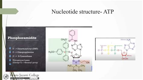 Oligonucleotide Synthesisppt Oligonucleotide Synthesisppt