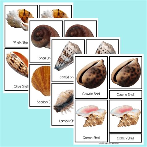 Seashell Identification Worksheet And Activities Artofit