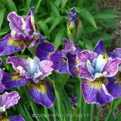 Siberian Iris Iris Charming Billy In The Irises Database