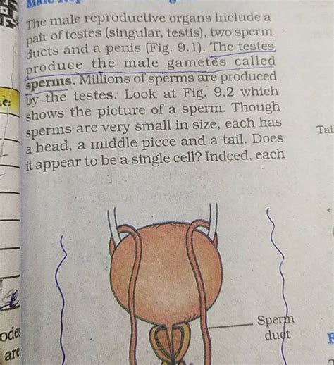 The Male Reproductive Organs Include A Pair Of Testes Singular Testis