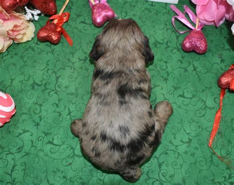 Akc Sable Merle American Cocker Spaniel Puppies For Sale Near Colorado