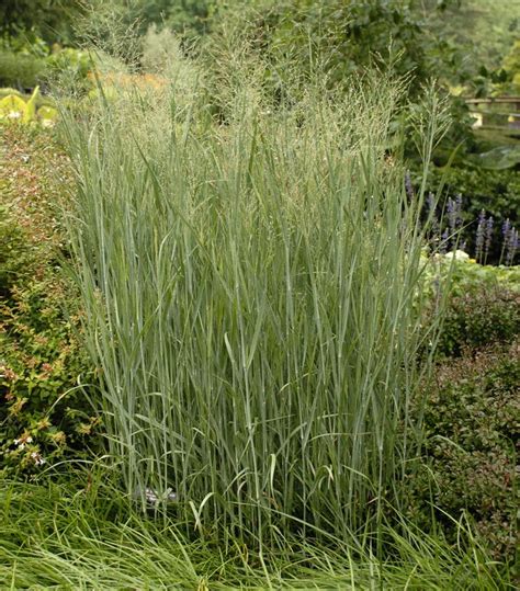Panicum Virgatum Heavy Metal Blue Switch Grass From Prides Corner Farms