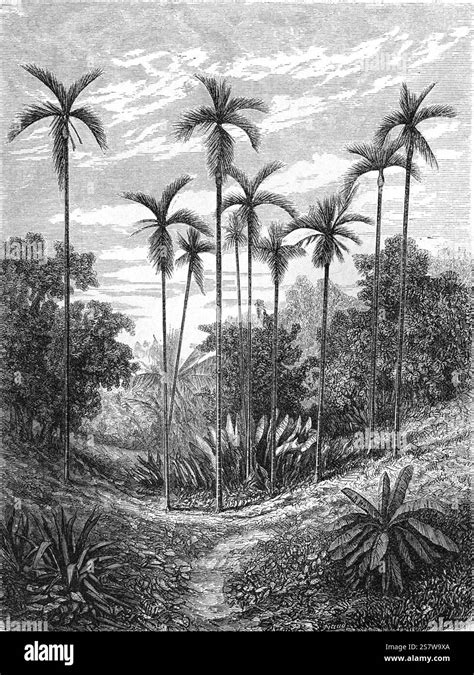 Aeca Catechu Aka Areca Palp Areca Nut Palp Betel Palm Betel Nut