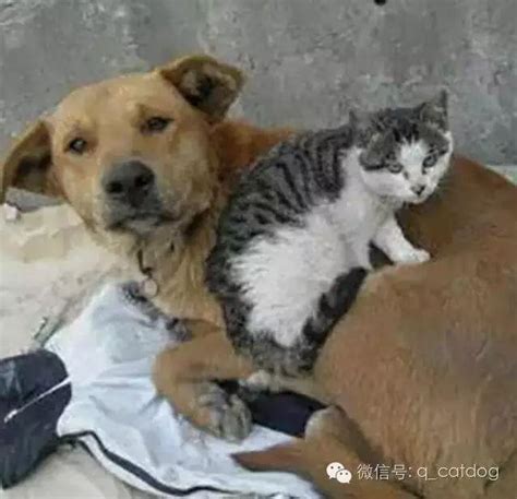 流浪狗和流浪猫在路边抱在一起取暖的模样，真的让人又心疼又感动~ 知乎