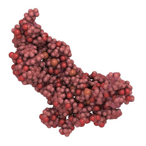 The Role Of Myostatin In Female Fertility Health Worlds News