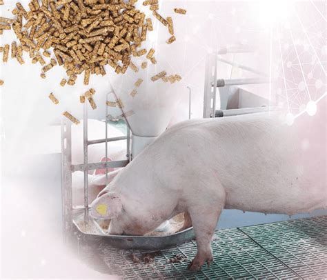 Porcinews ¿qué Fibra Usar En Dietas De Cerdas Gestantes