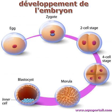 Morula Définition Et Explications