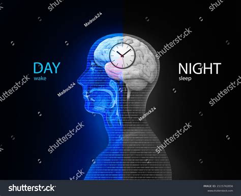 Circadian Rhythm Sleepwake Cycle How Exposure Stock Illustration 2115742856 Shutterstock