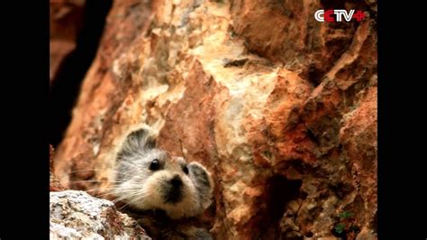 Rare Ili Pika Captured By Cameras For First Time In Two Decades In