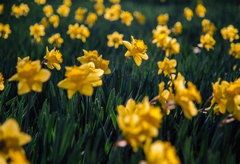 3000 Free Daffodil And Nature Images Pixabay