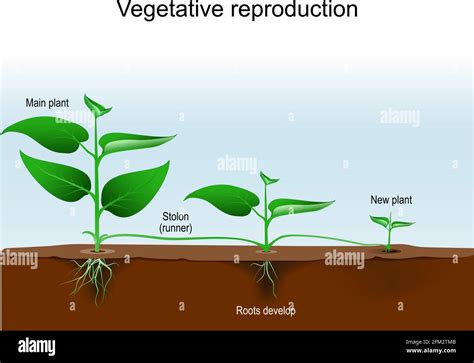 Vegetative Reproduction Plant Propagation Or Vegetative Multiplication Cloning Of Plant