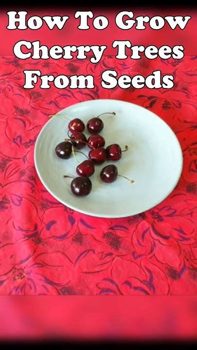 Grow Cherry Trees From Seed Cherrytree Sproutingseeds Homegarden