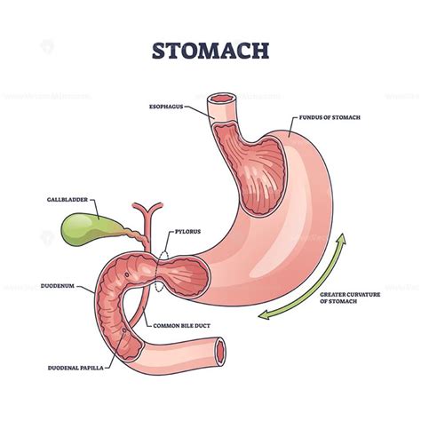 Stomach Organ Structure And Medical Digestive Model Anatomy Outline Diagram Muscle Diagram