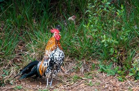 How To Get Rid Of Feral Chickens Hobby Farms