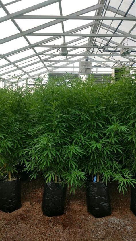 Recognize Over Grown Greenhouses And Correct The Issue Less Is More In Some Cases 880 Plants