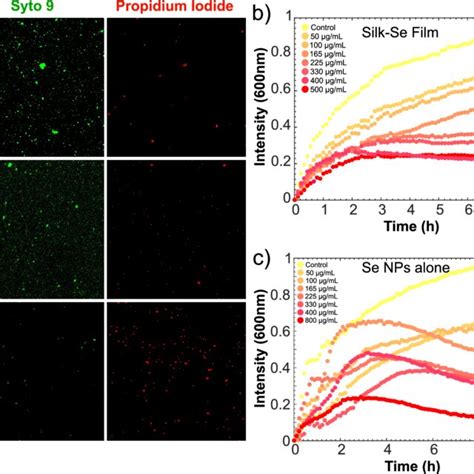 A Bacterial Viability Analysis Of E Coli Via Live Dead Staining Download Scientific Diagram