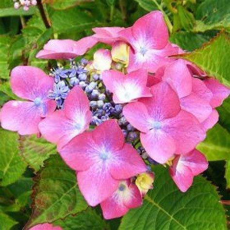 Hydrangea Macrophylla Kardinal At Loder Plants Rh13 6pp