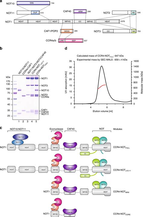 Architecture And Reconstitution Of The Human Ccr4 Not Complex A