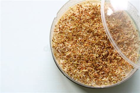 Alpha Alpha Sprouts Stock Image Image Of Natural Green 12147061