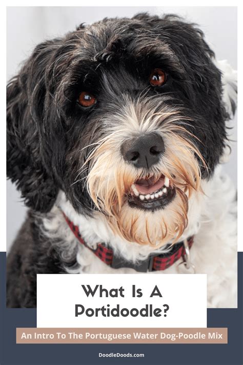 Peekapoo 101 Intro To The Pekingese Poodle Mix Doodle Doods