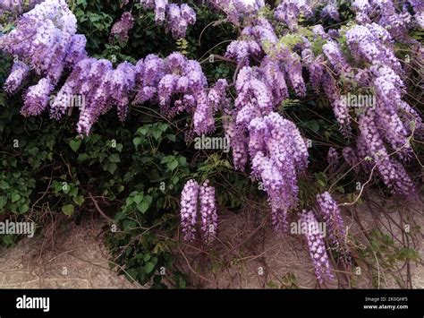 Wall Of Old Mansion Framed With Blossoming Purple Wisteria Flowers