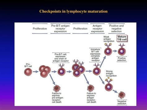 Ppt Lymphocyte Development And Antigen Receptor Gene Rearrangement