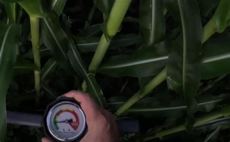 How To Identify And Treat Nitrogen Deficiency In Corn The Crop Site