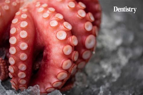 Octopus Teeth Kuow Whys The Octopus Awake Night At The Seattle