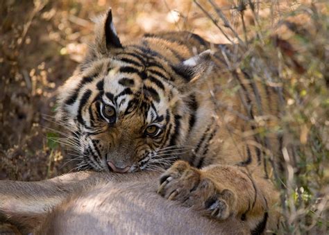 Malayan Tiger Hunting Stunning Photo Of Rare Malaysian Tiger Snapped