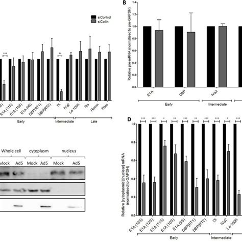 Nuclear Export Of Viral Mrna In Adenovirus 5 Infected Cells Is Reduced