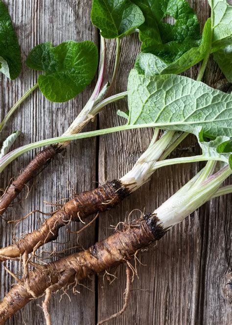 Burdock Root Benefits Powerful Health Hair And Skin Advantages Sumeira