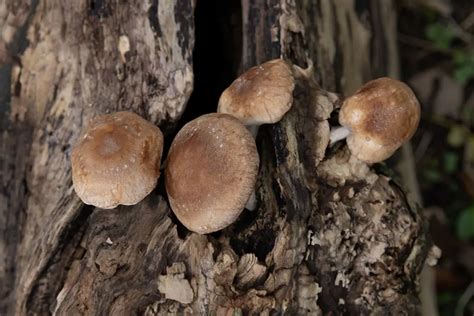 Why Supplement With Shiitake Mushroom Unlocking The Secrets