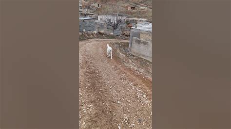 سفیدبرفی سگ گله Youtube